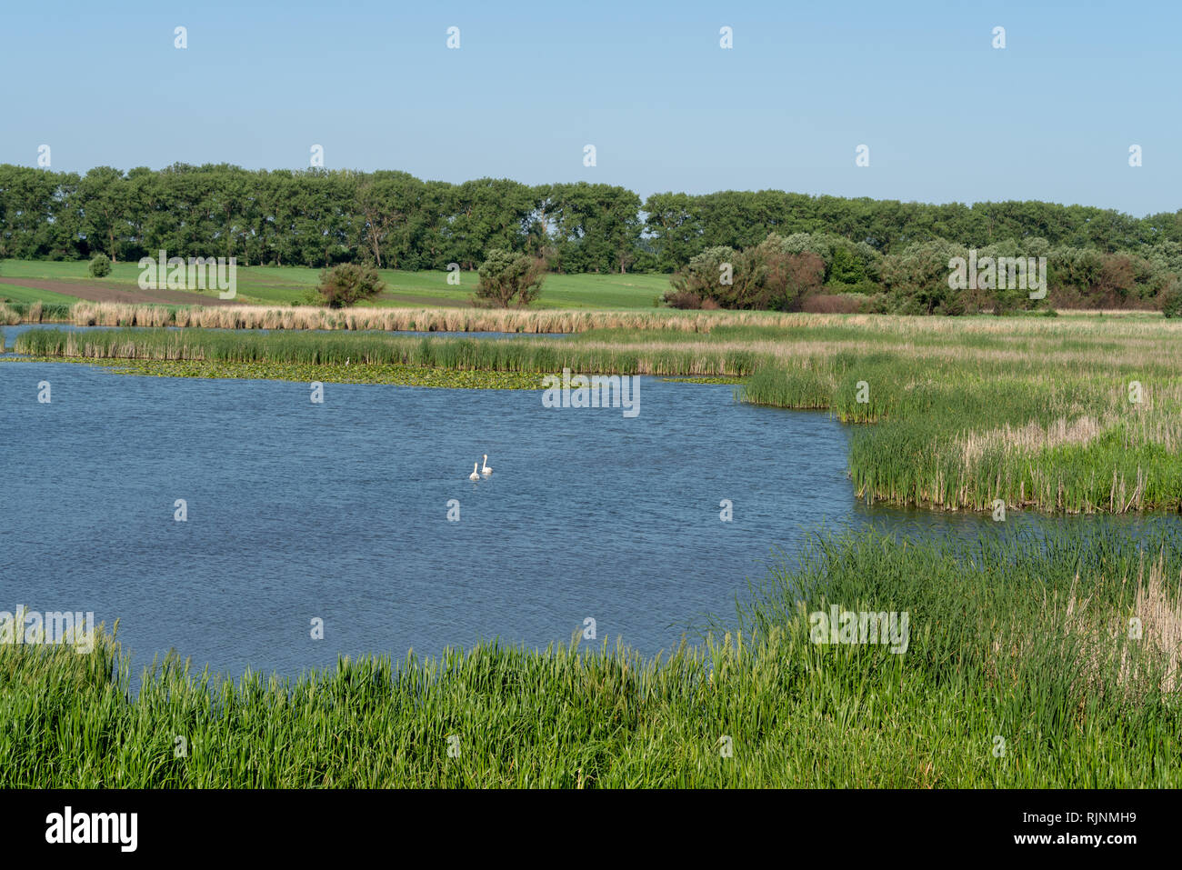 Pond in summertime, Podilski Tovtry National nature park, Ukraine Stock ...