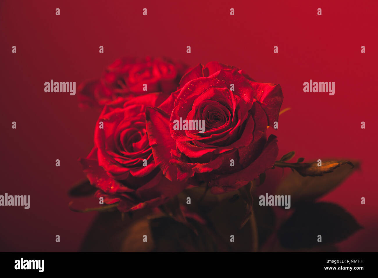 Fully opened red roses with water drops colourful background Stock ...