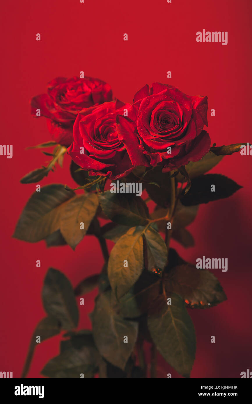 Fully opened red roses with water drops colourful background Stock ...