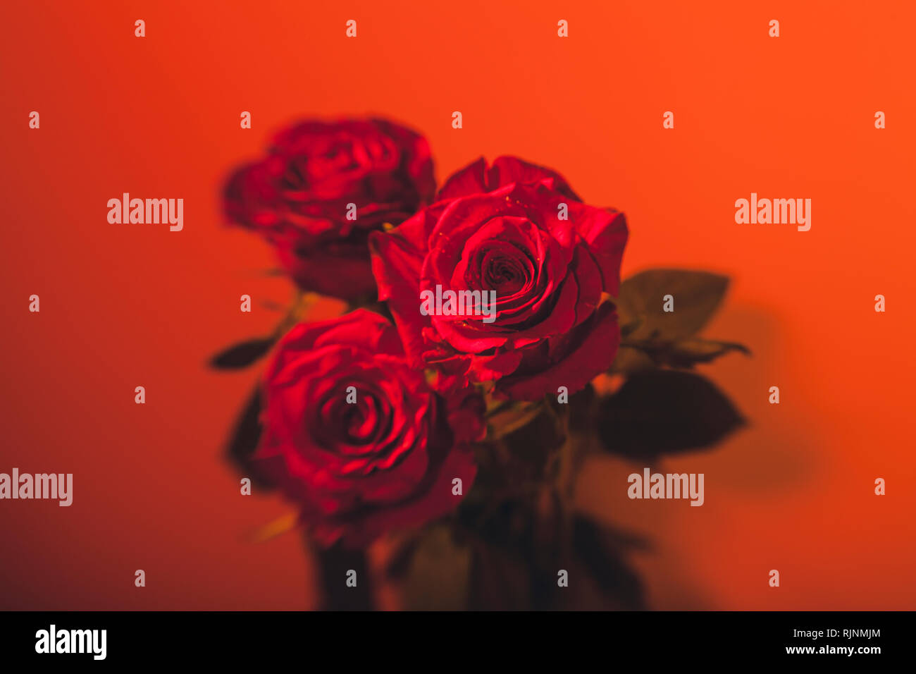 Fully opened red roses with water drops colourful background Stock ...