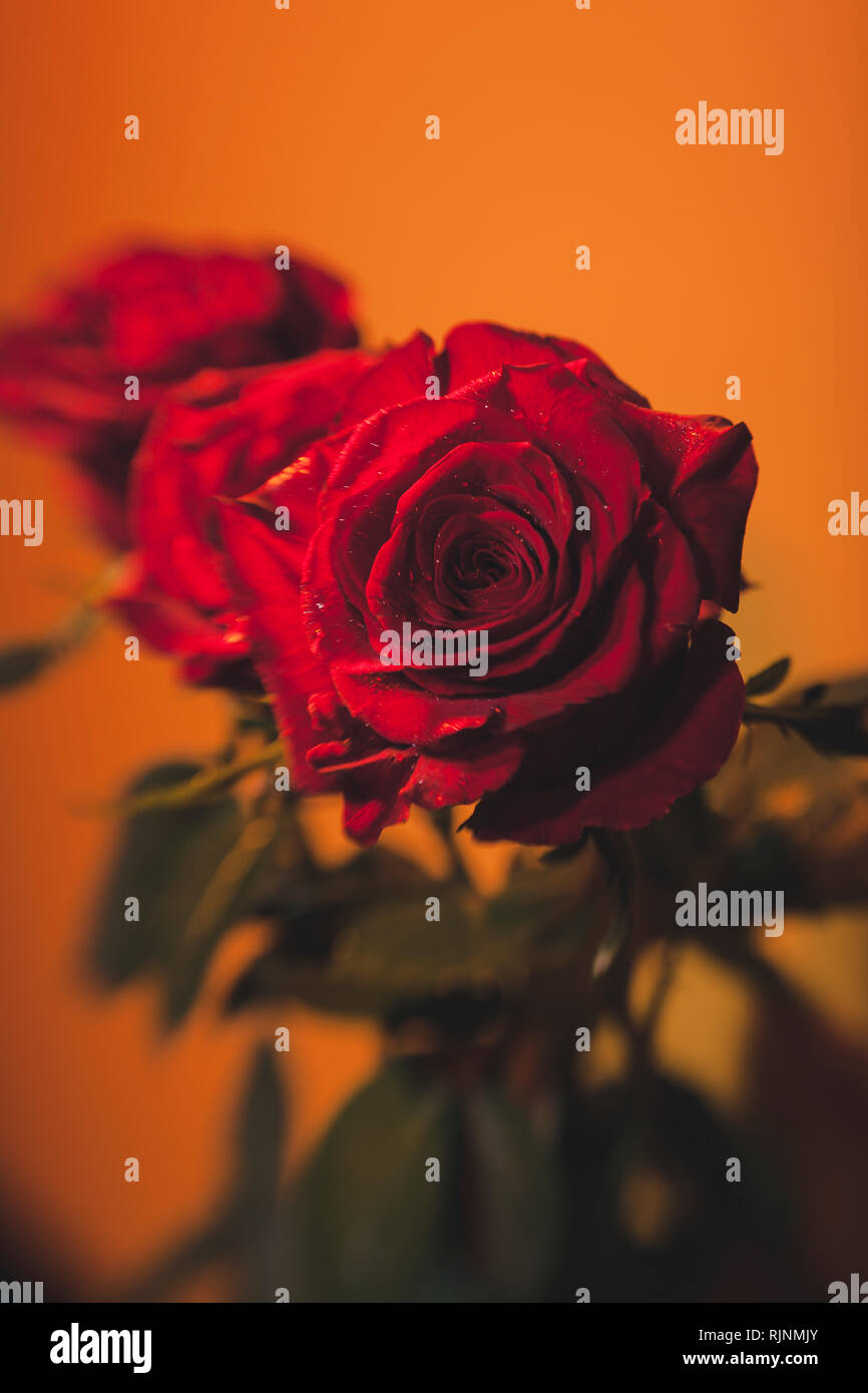 Fully opened red roses with water drops colourful background Stock ...