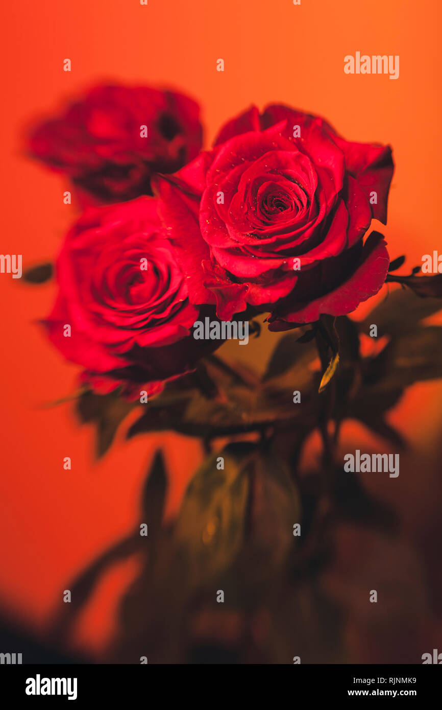 Fully opened red roses with water drops colourful background Stock ...