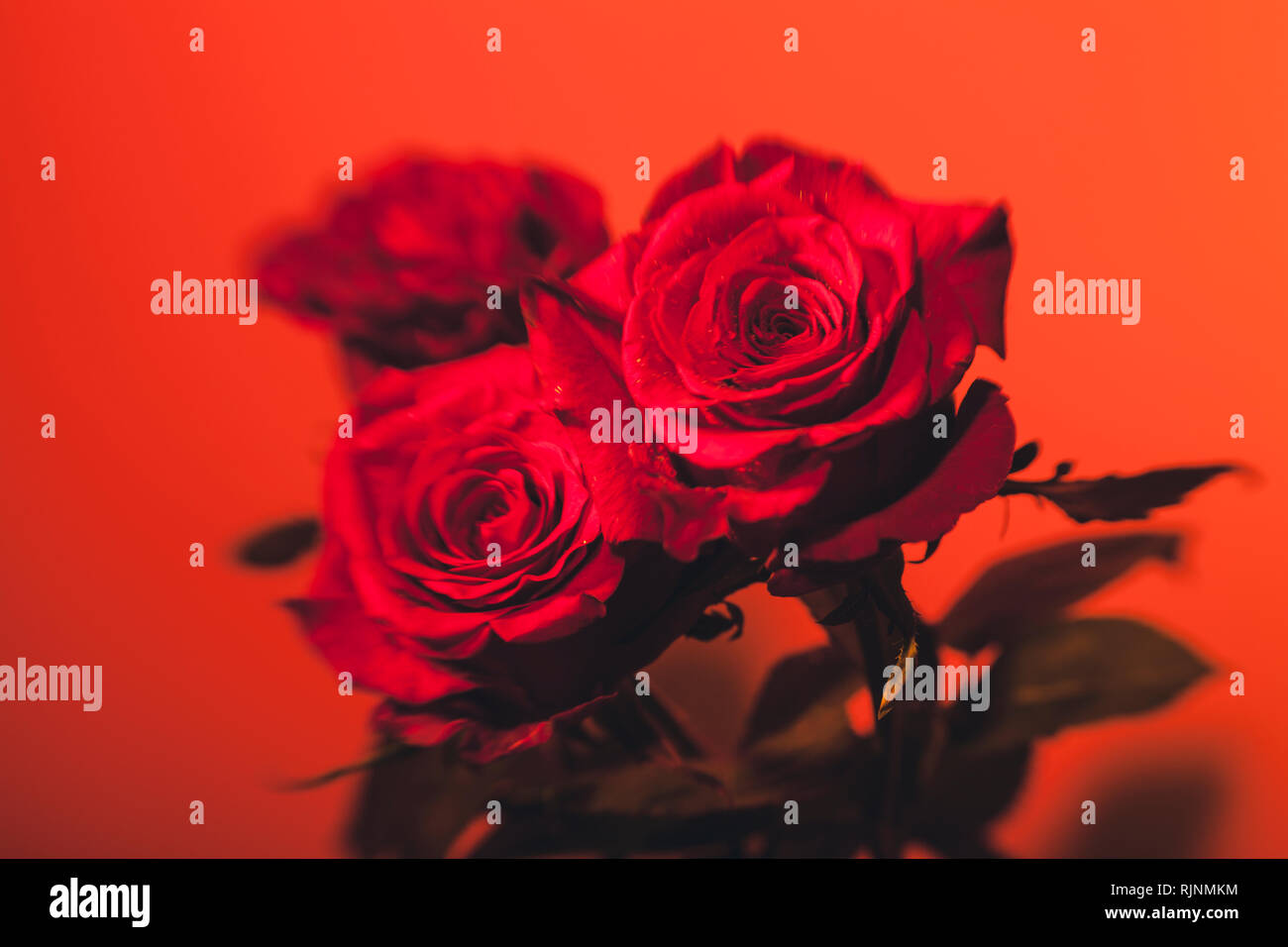 Fully opened red roses with water drops colourful background Stock ...