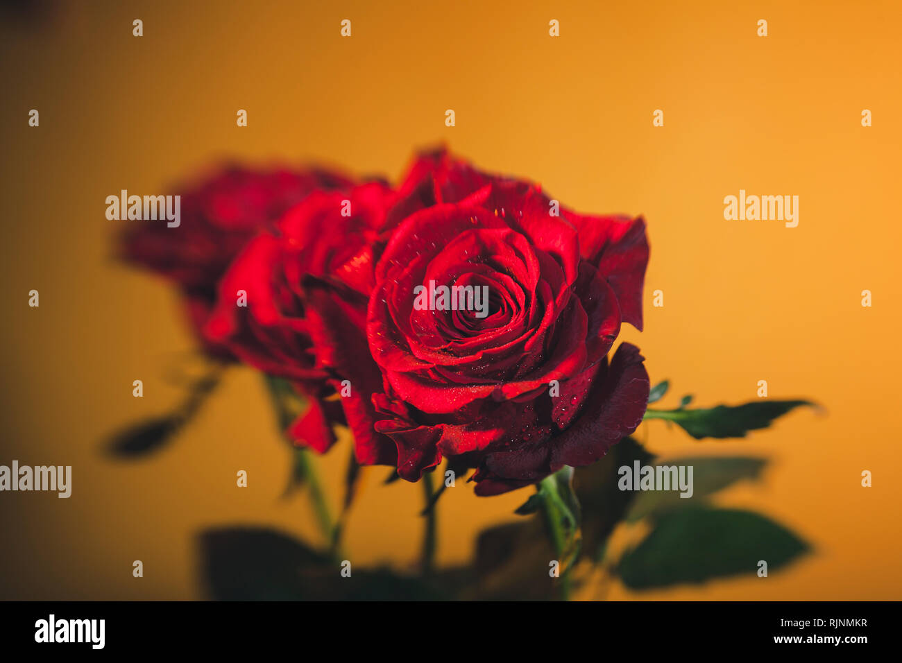 Fully opened red roses with water drops colourful background Stock ...
