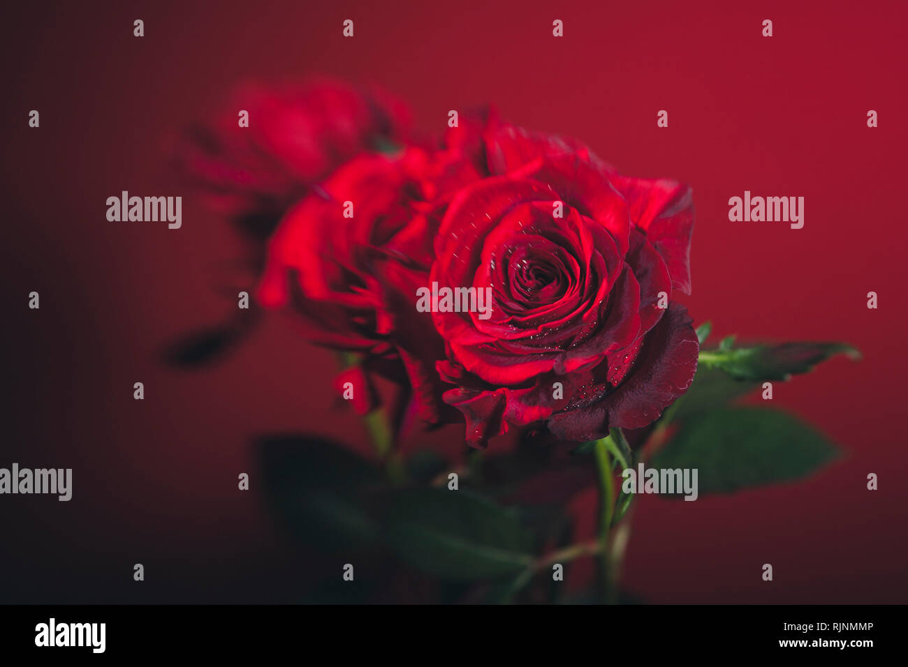 Fully opened red roses with water drops colourful background Stock ...