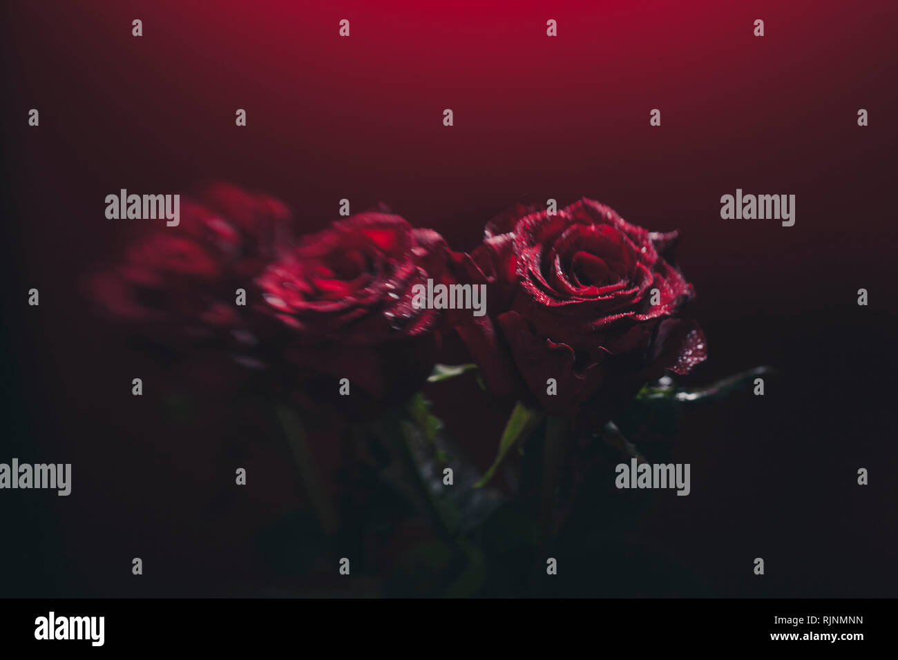 Fully opened red roses with water drops colourful background Stock ...