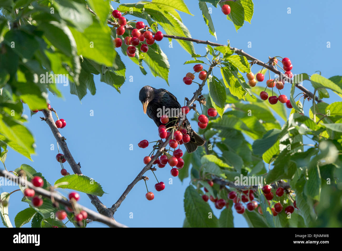 Ukraine, Common Starling on cherry tree branch Stock Photo - Alamy