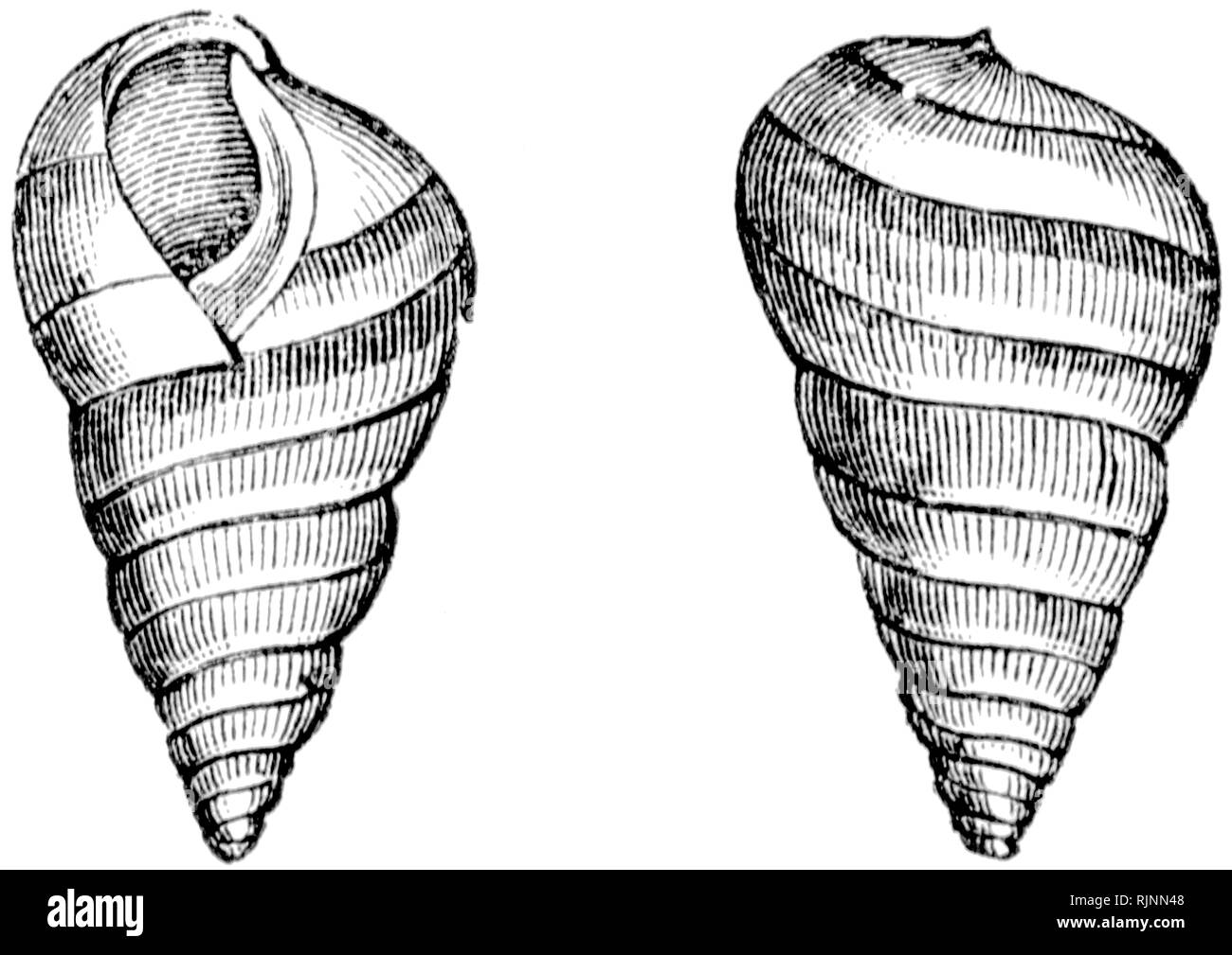 Wood cut engraved illustration, taken from 'The Treasury of Natural ...