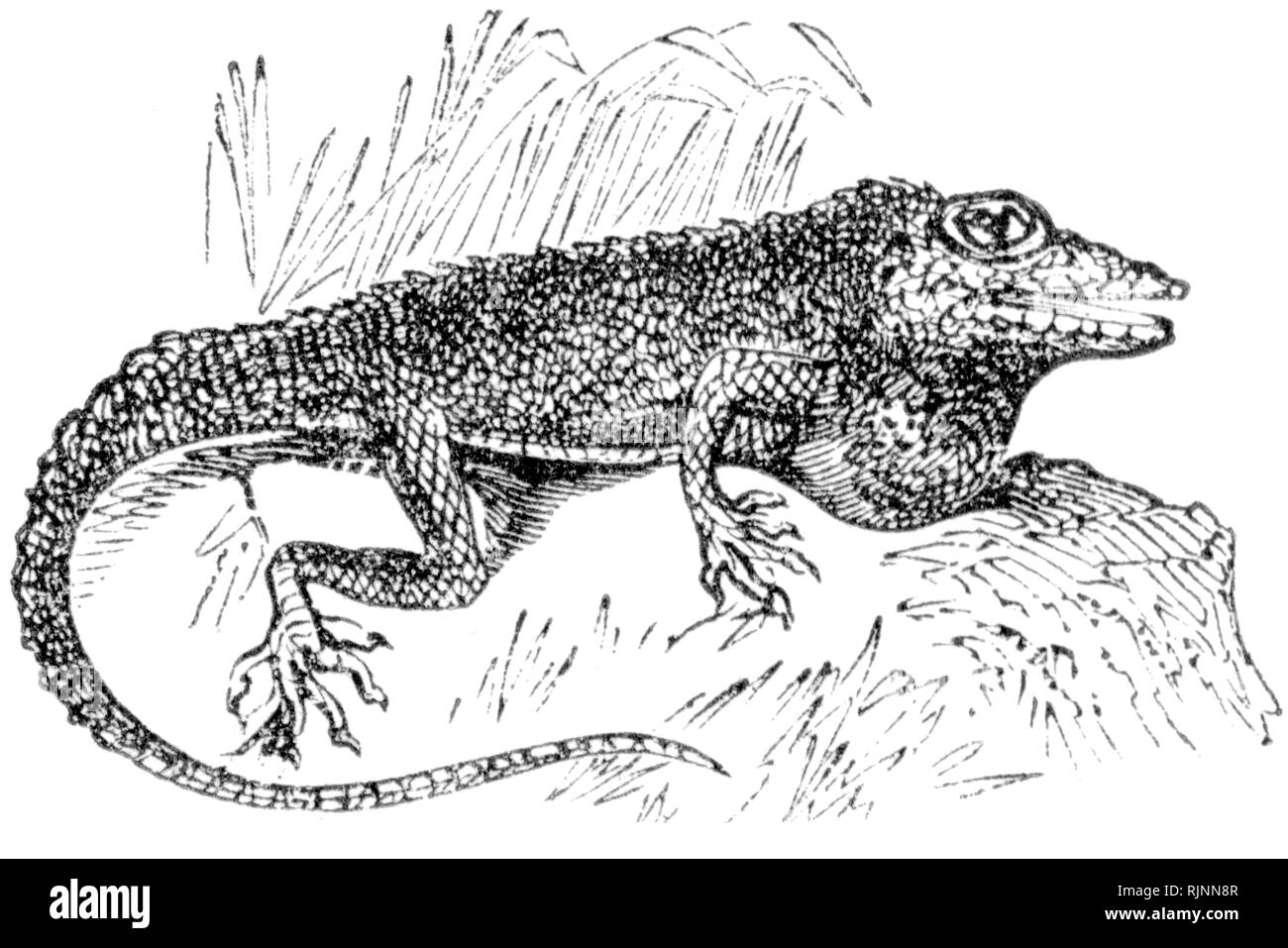 Lizard Drawing And Label