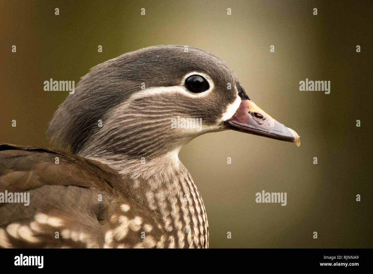 Mandarin duck in full colour hi-res stock photography and images - Alamy
