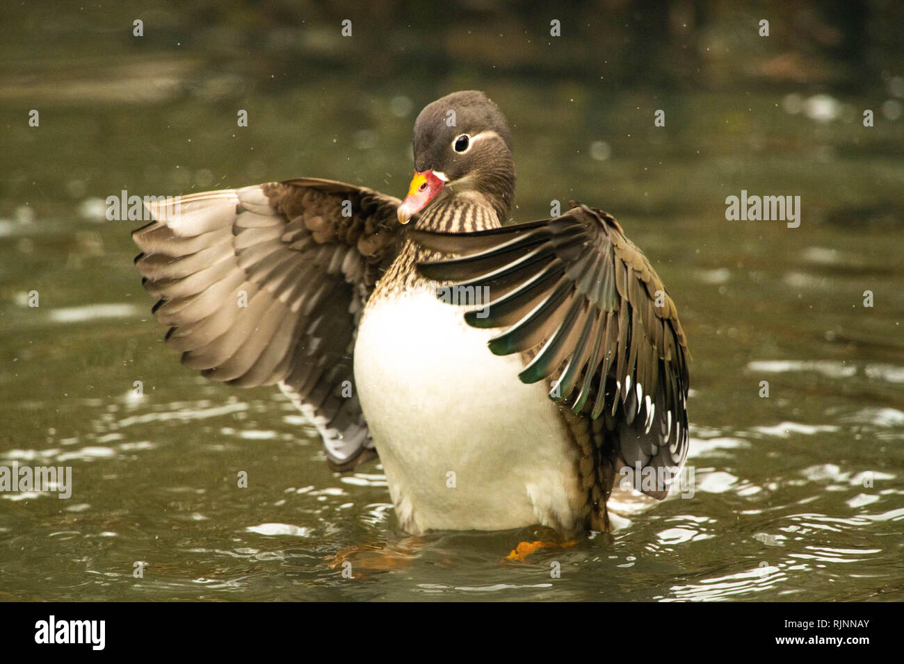 Female mandarin duck hi-res stock photography and images - Alamy