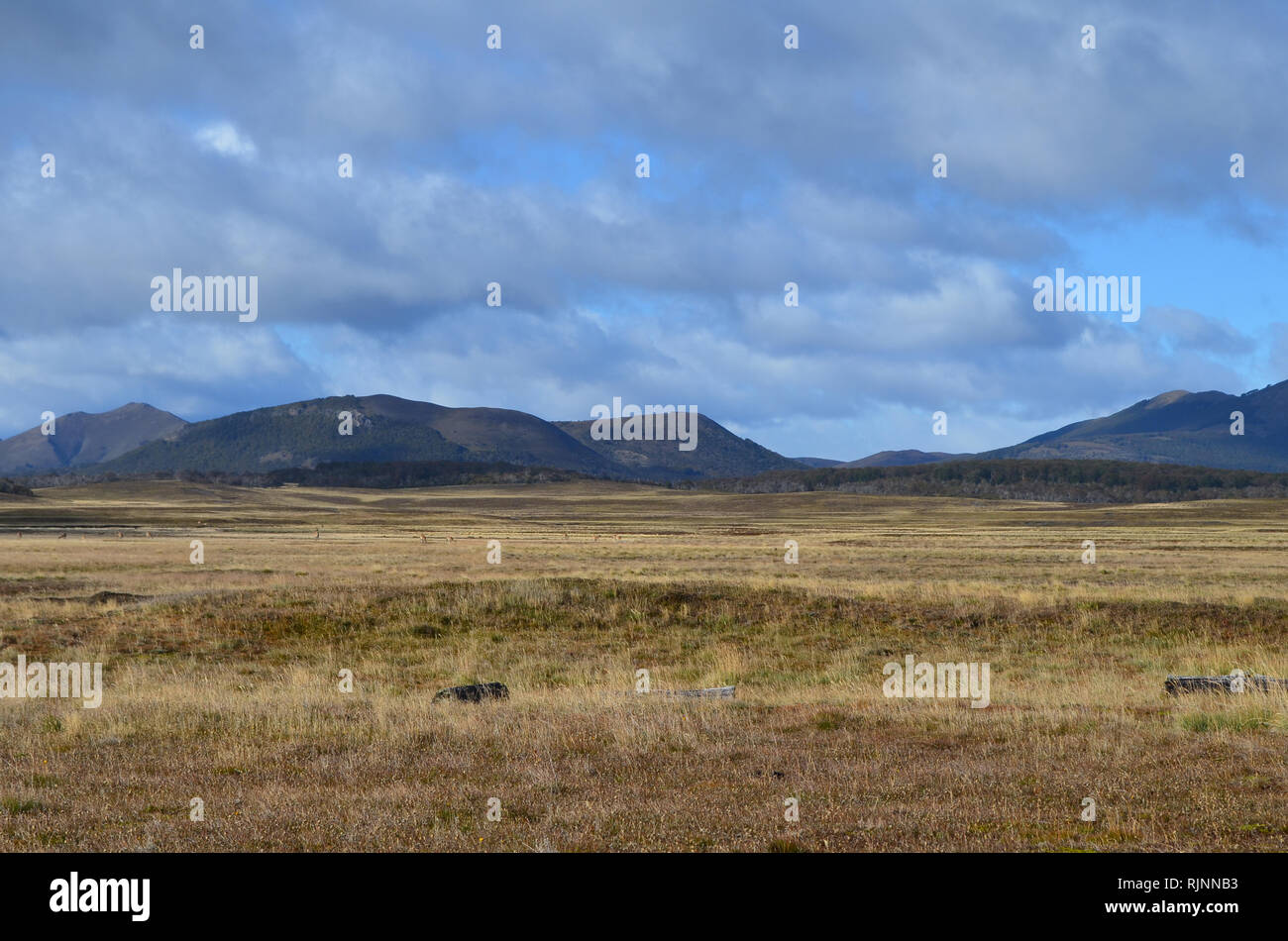 Open pampas at the hearth of Karukinka natural reserve, Tierra del ...
