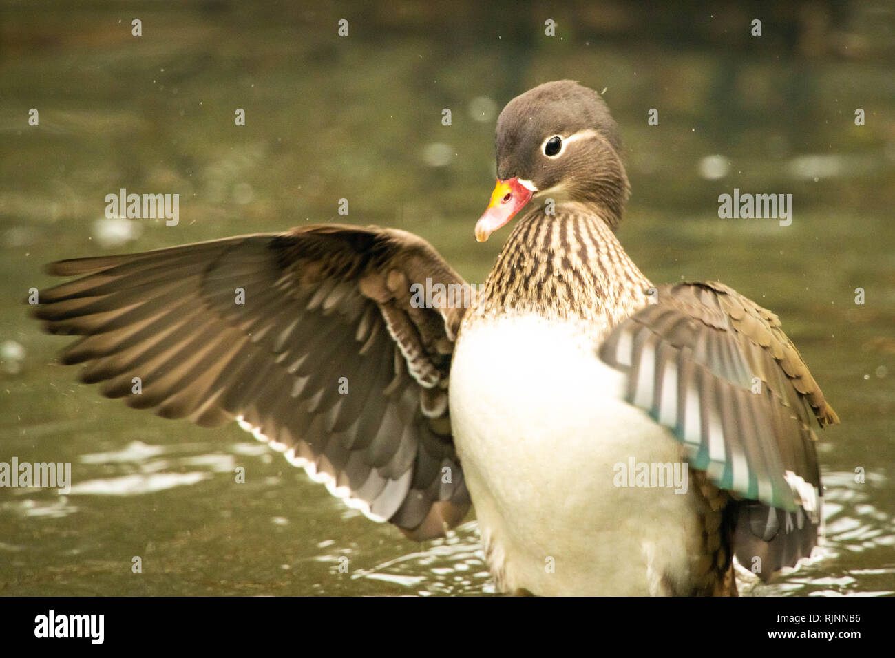 Female Mandarin Duck Closeup in full color Stock Photo - Alamy