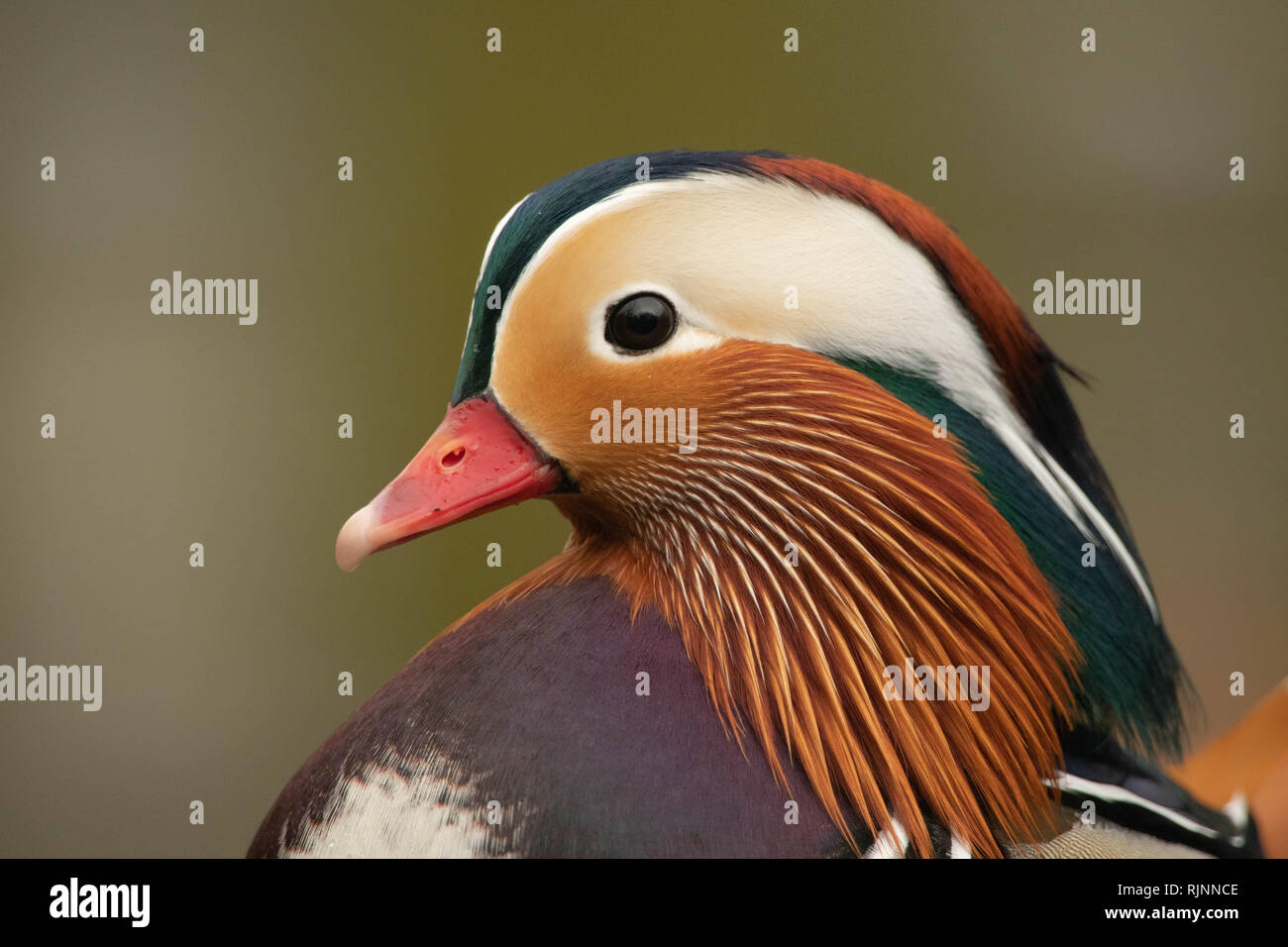 Duck eye close up hi-res stock photography and images - Alamy