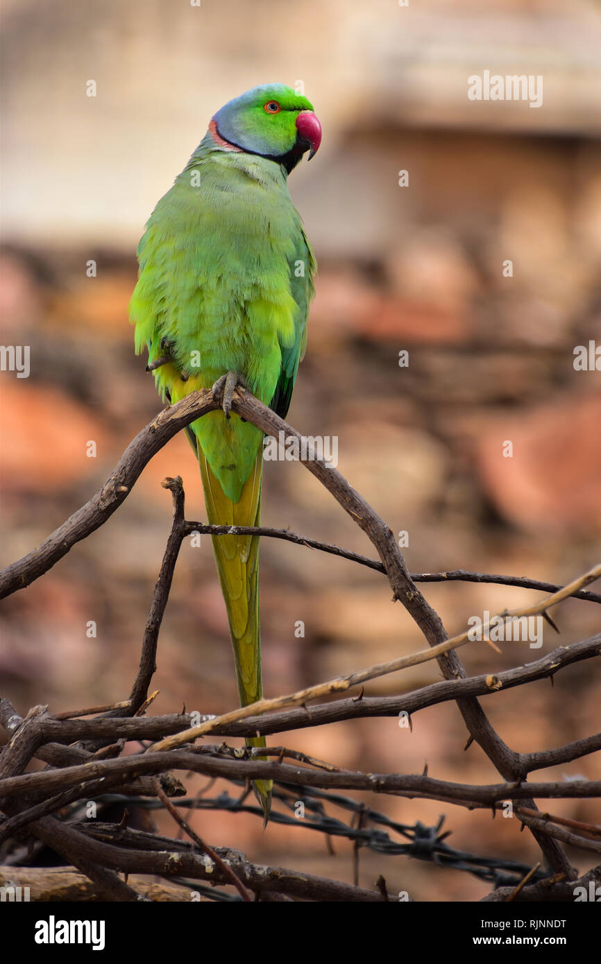 Parakeet family hi-res stock photography and images - Alamy