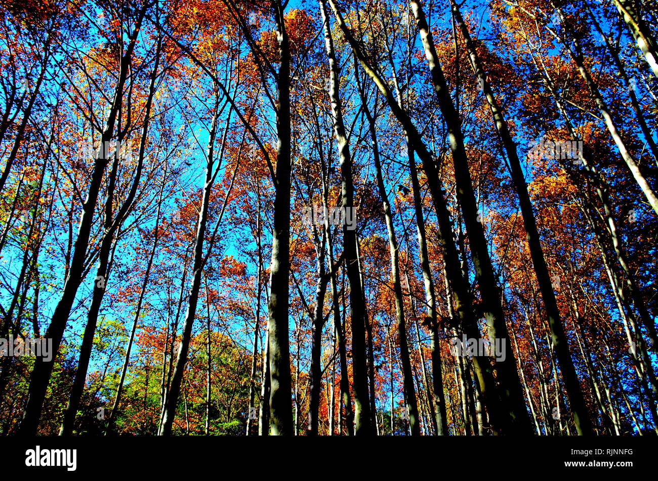 Fall in barcelona hi-res stock photography and images - Alamy