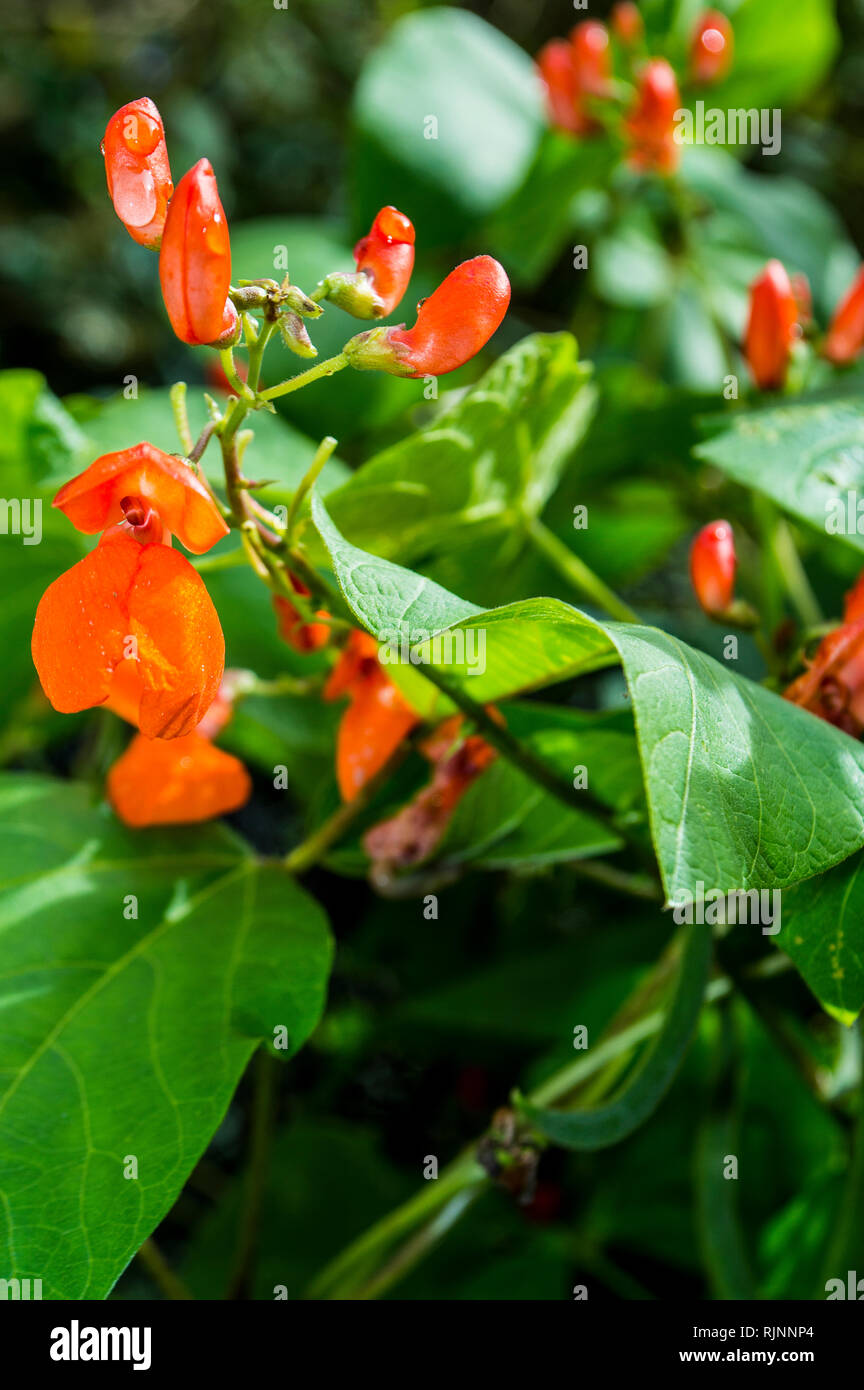 Zoomed in plant hi-res stock photography and images - Alamy