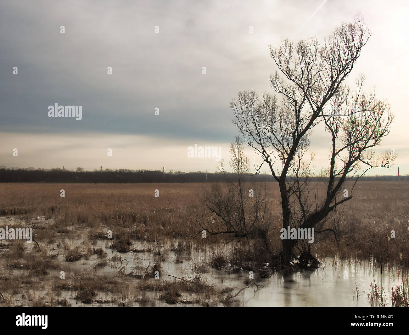 Hamlin marsh hi-res stock photography and images - Alamy