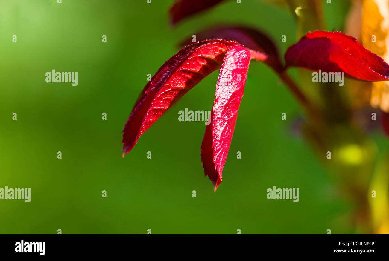 red rose Bush leaves on green background. Nature Stock Photo - Alamy
