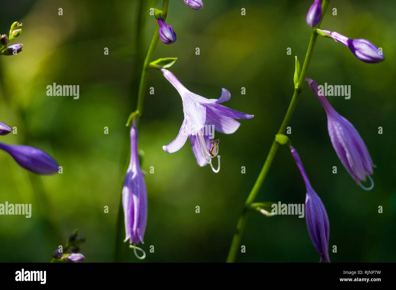 Flower purple hosta growing in the summer garden Stock Photo - Alamy