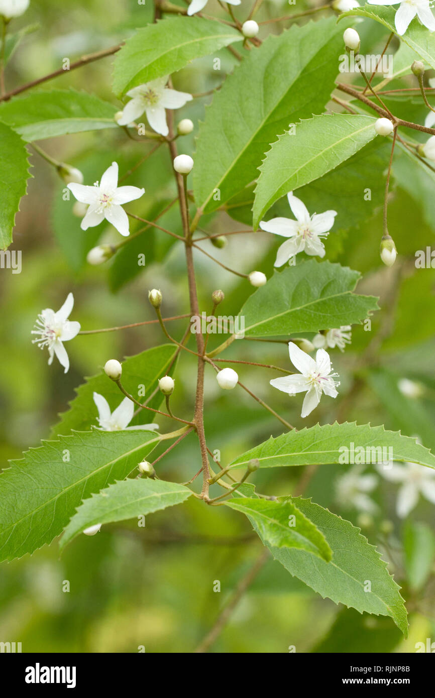 Hoheria hi-res stock photography and images - Alamy