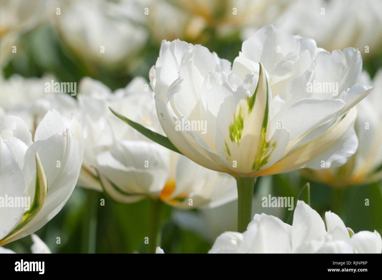 Foster tulip 'Exotic Emperor' in bloom in a garden Stock Photo - Alamy