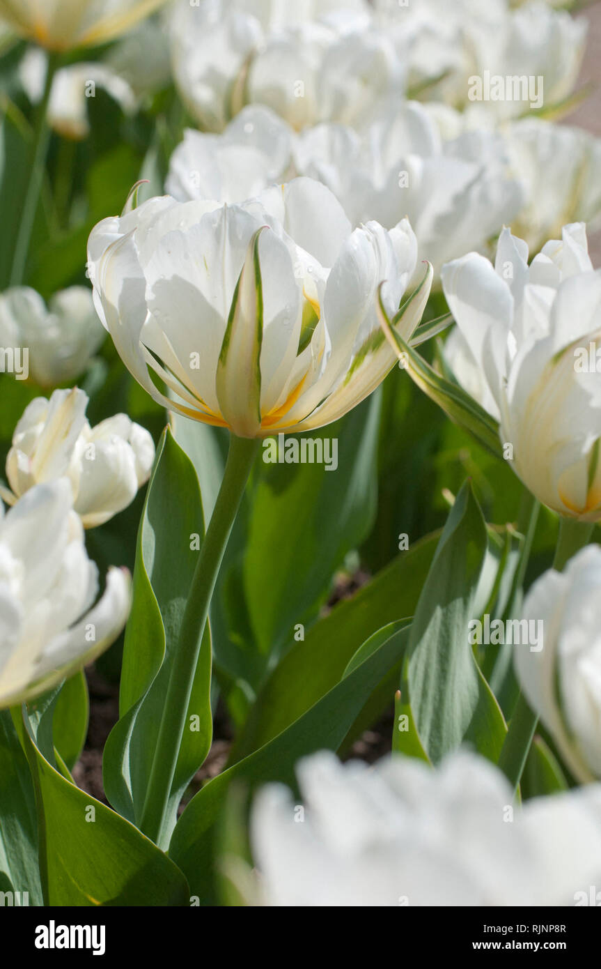 Foster tulip 'Exotic Emperor' in bloom in a garden Stock Photo - Alamy