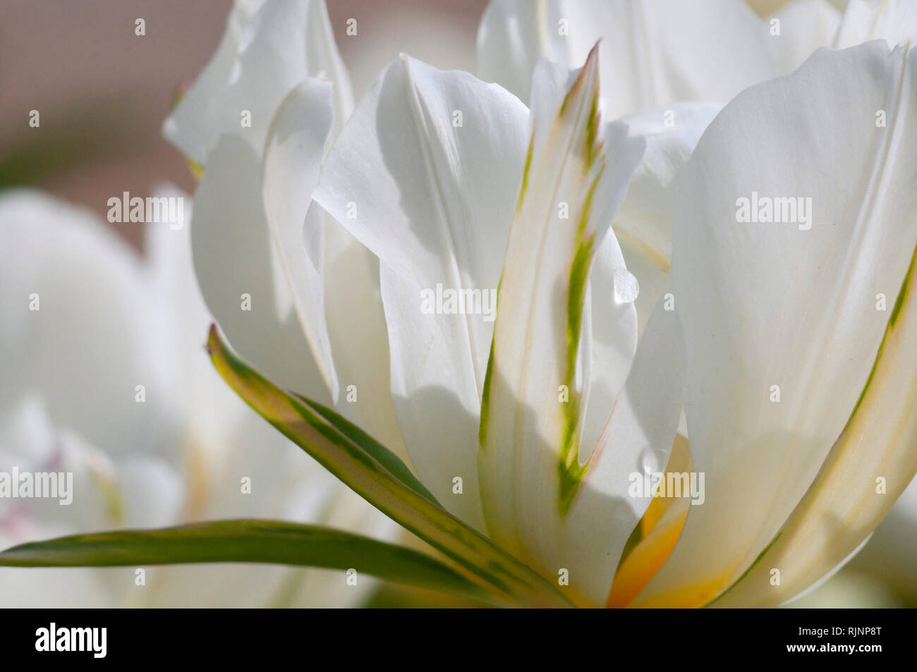 Tulipa fosteriana exotic emperor hi-res stock photography and images ...