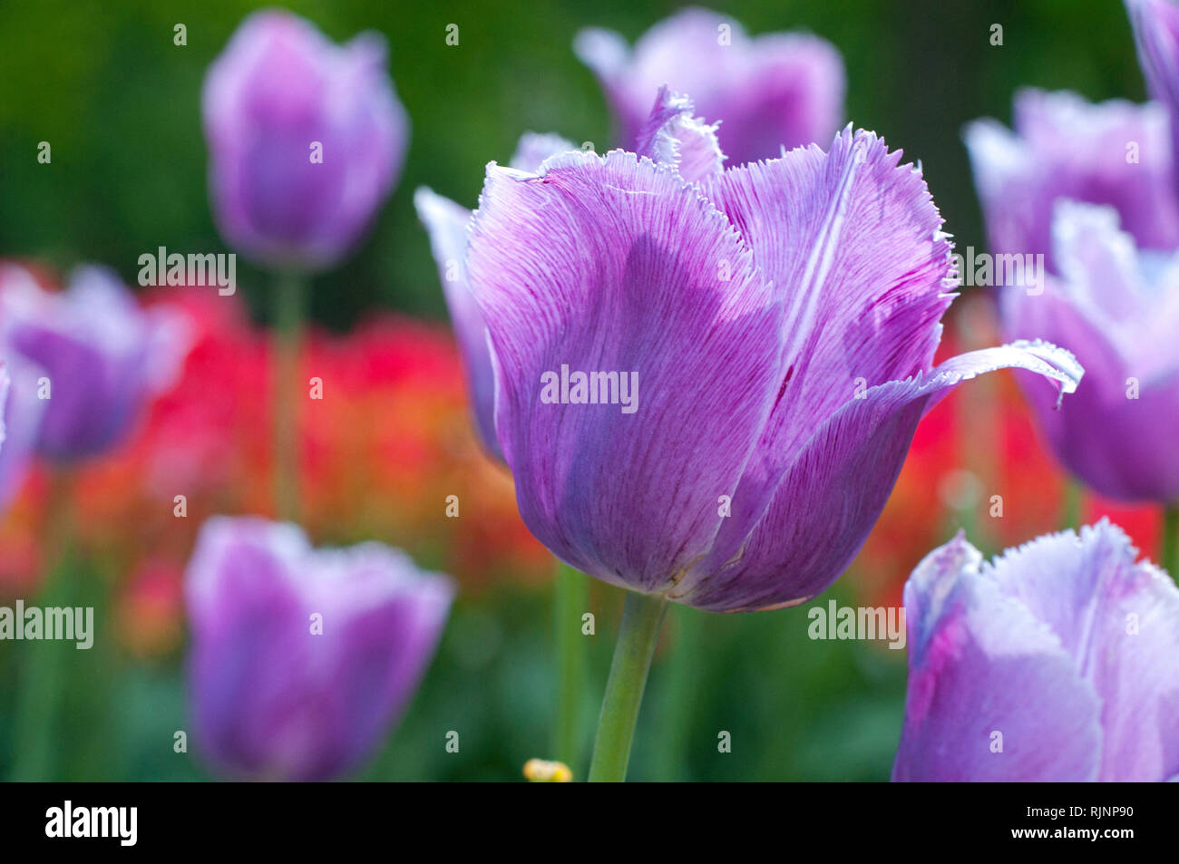 Tulip 'Blue Heron' in bloom in a garden Stock Photo - Alamy