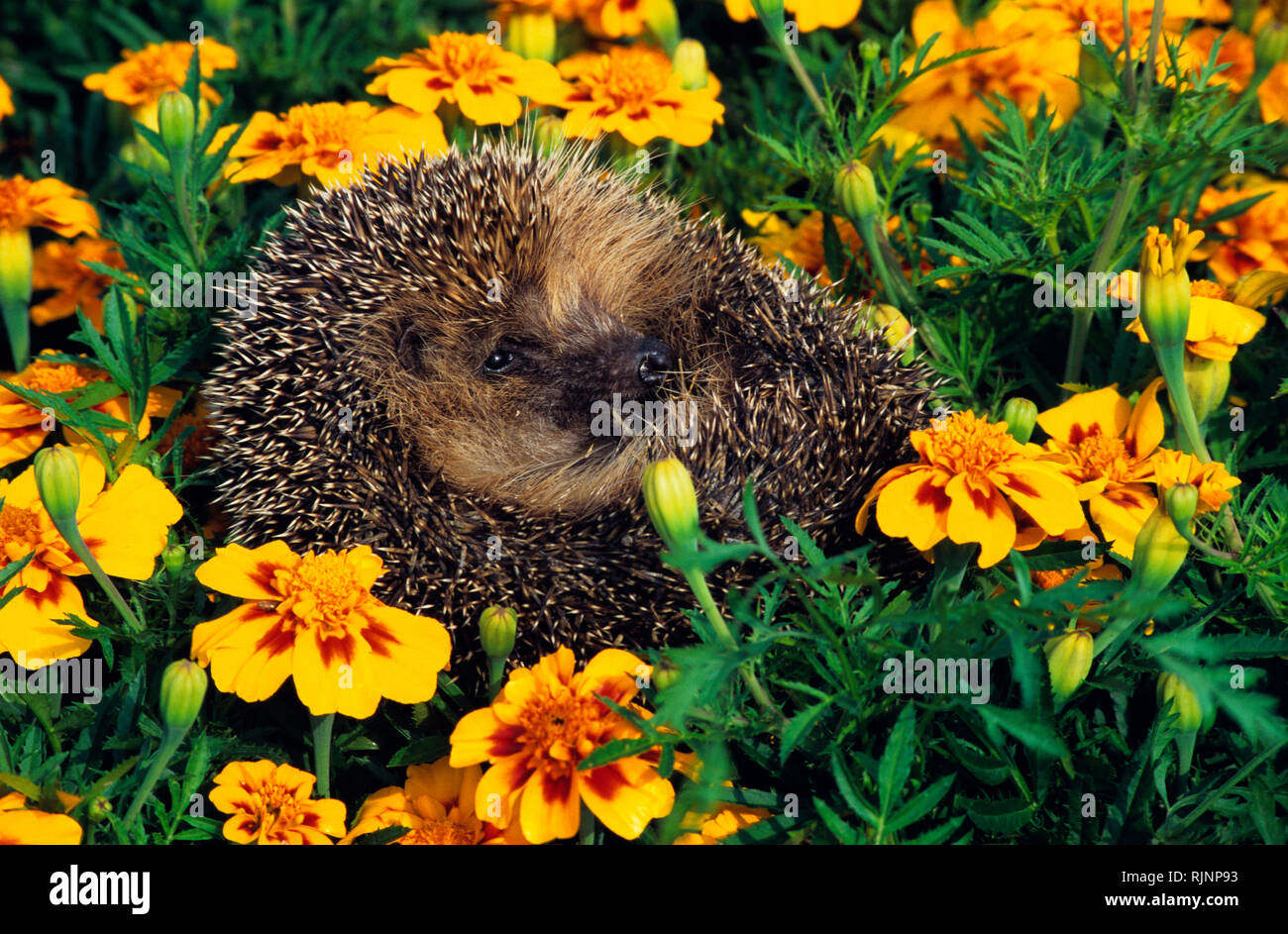 European hedgehog (Erinaceus europaeus) in a ball in the flowers Stock ...