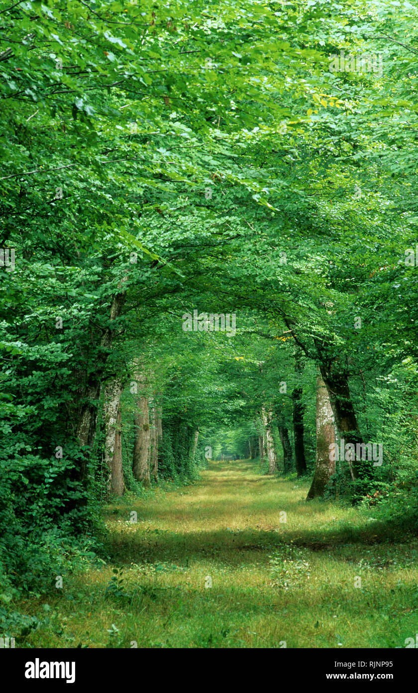 Forest in summer, France Stock Photo - Alamy