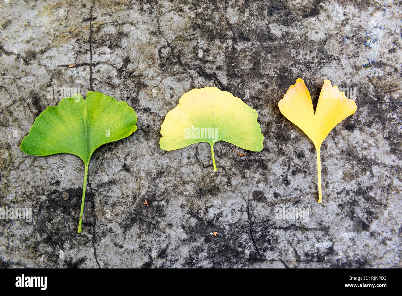 Ginkgoaceae Stock Photos & Ginkgoaceae Stock Images - Alamy