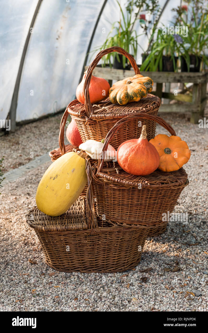 Various squash and wicker baskets in a greenhouse, autumn, Somme ...