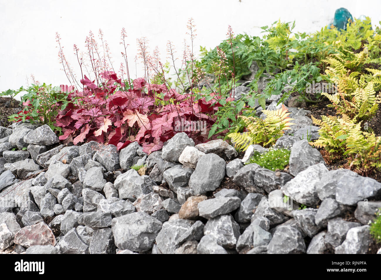 Heuchera Border High Resolution Stock Photography and Images - Alamy