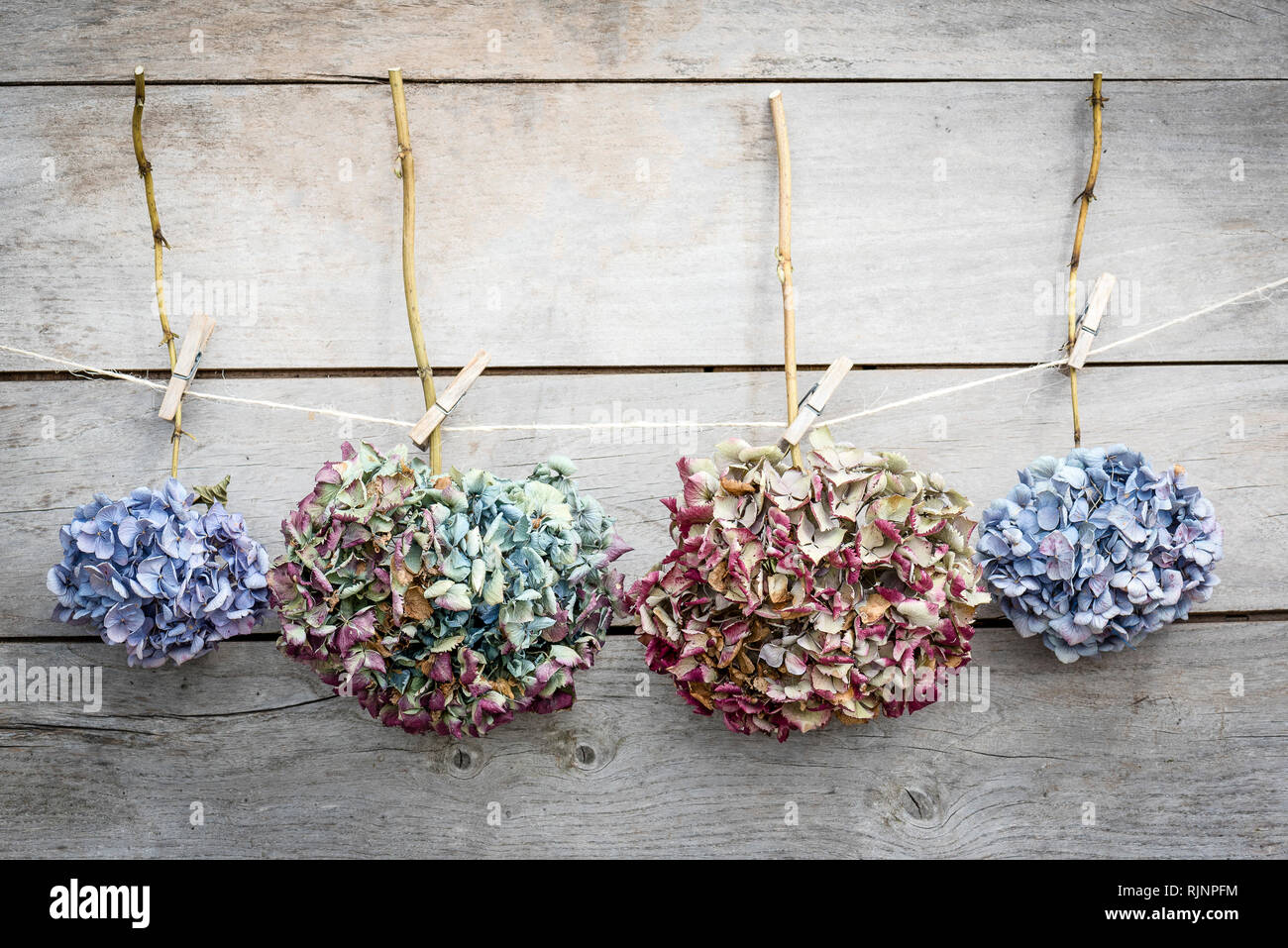 Dried Hydrangea Flowers attach to a rope on a wooden background Stock ...