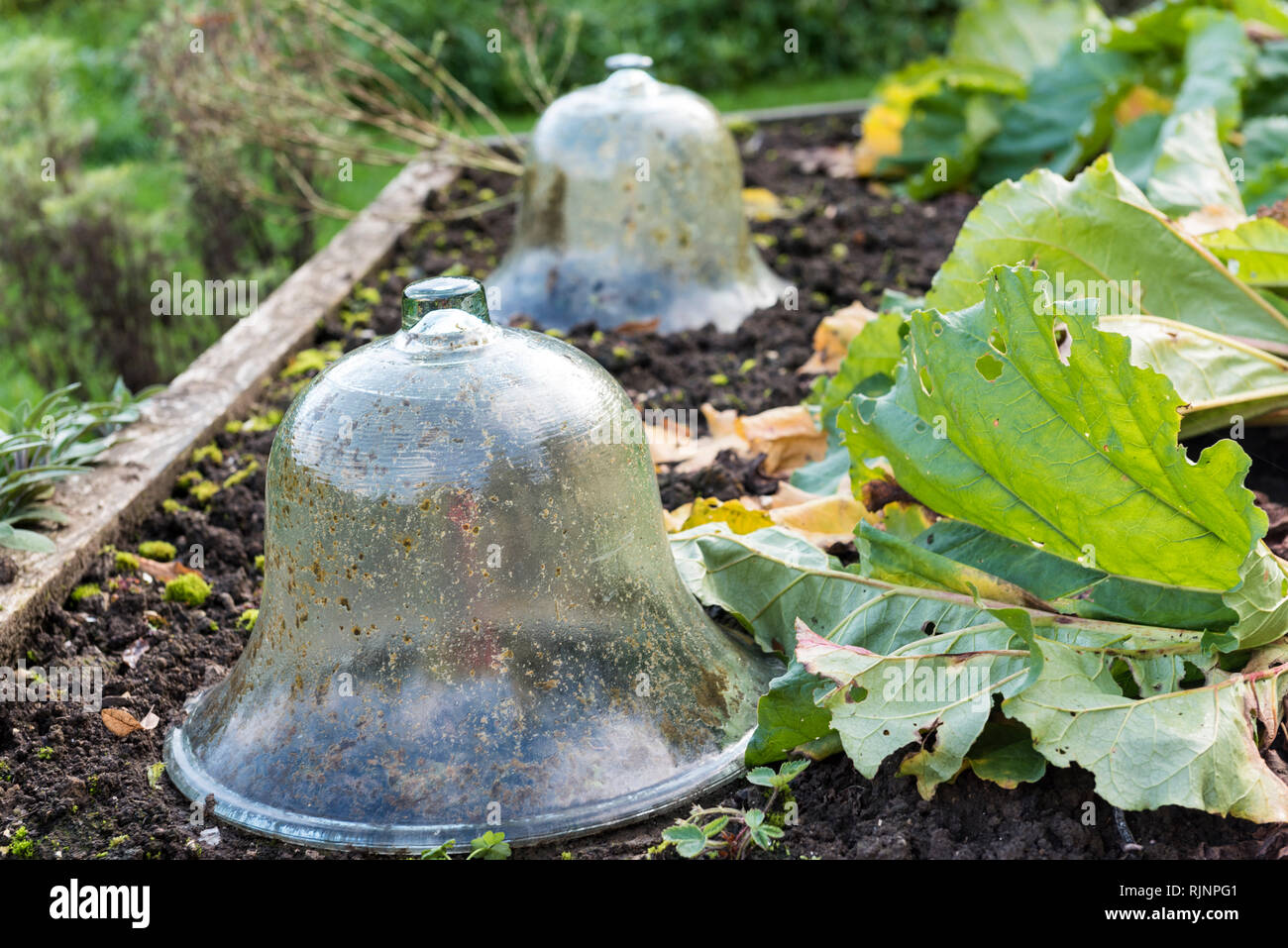 Glass bells in a square garden, autumn, Somme, France Stock Photo - Alamy