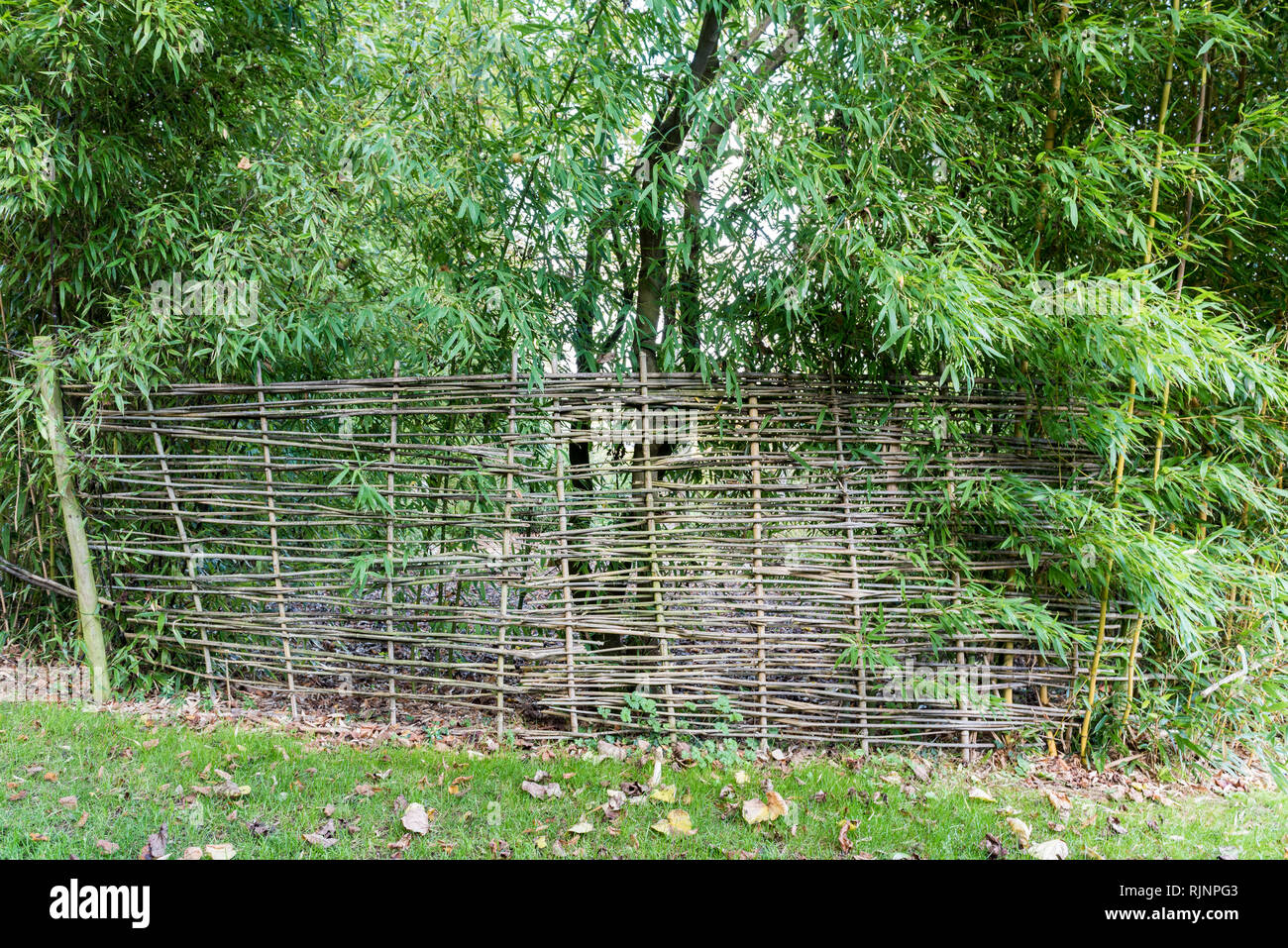 Bamboo palisade in a garden, autumn, Somme, France Stock Photo - Alamy