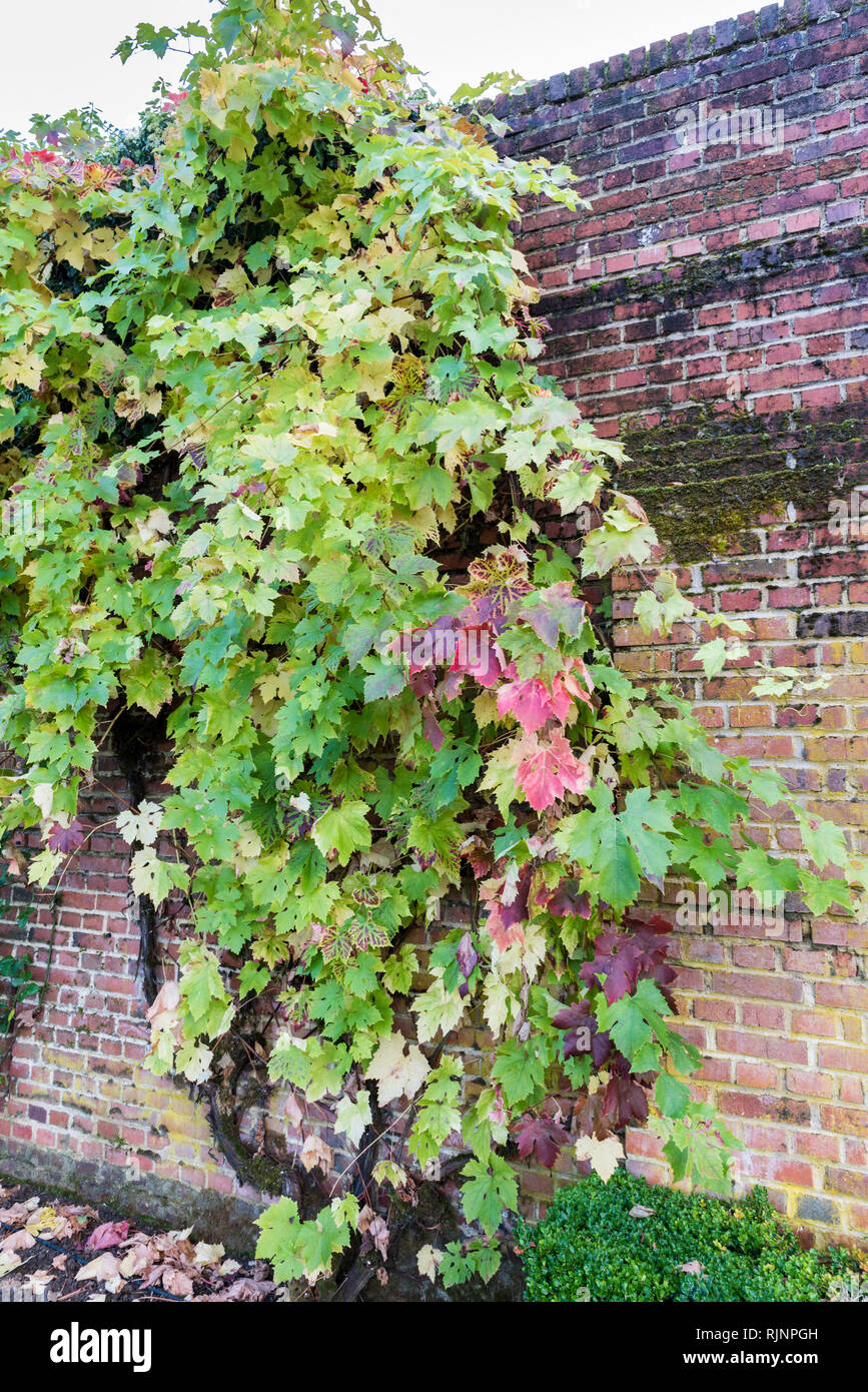 Virginia creeper (Parthenocissus sp) on a brick wall, autumn, Somme ...