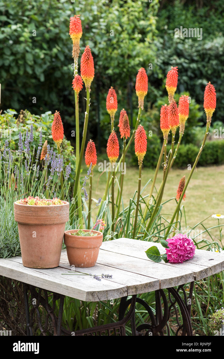 Tritoma in bloom in a garden, summer, Pas de Calais, France Stock Photo ...