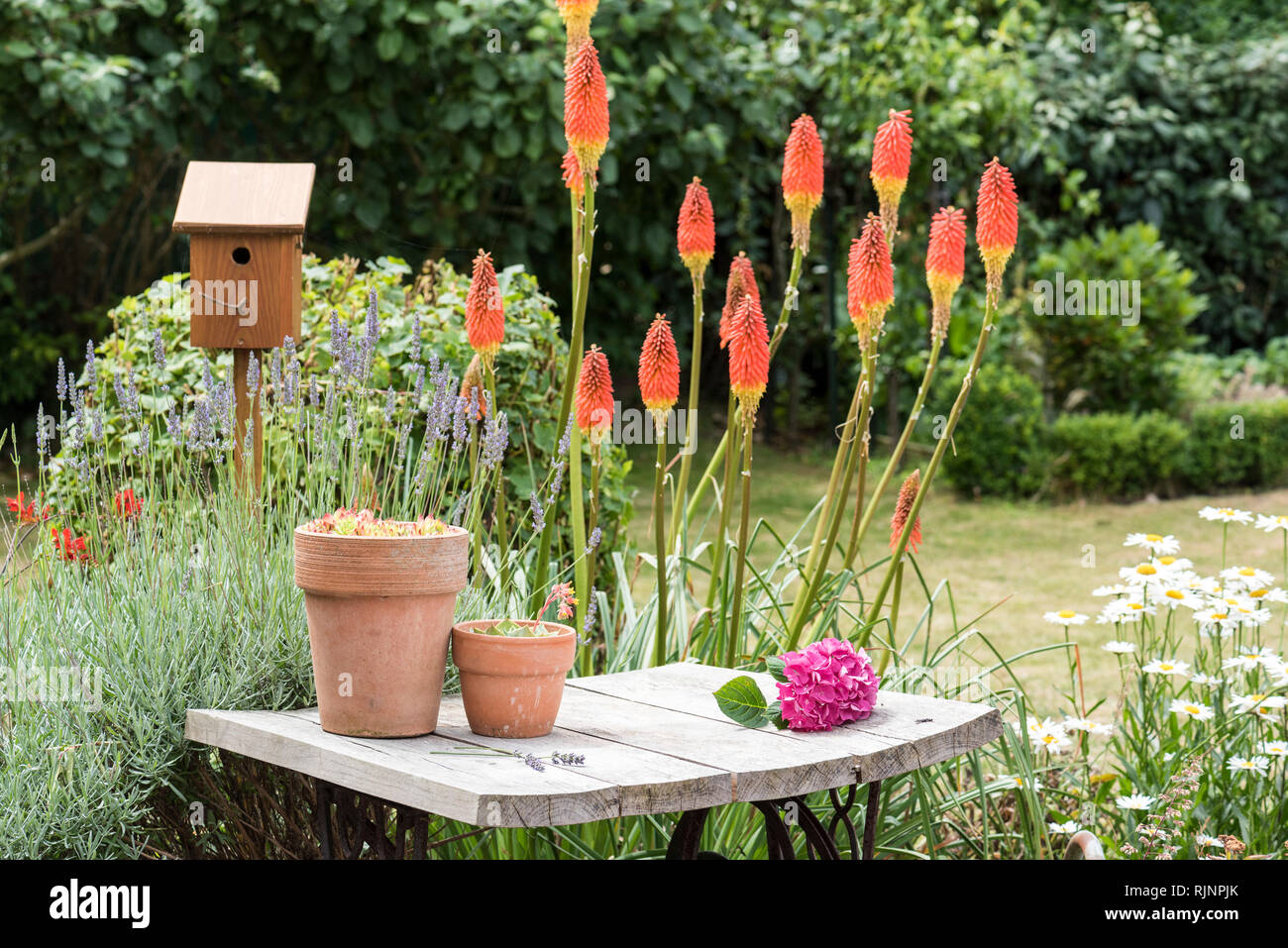 Tritoma in bloom in a garden, summer, Pas de Calais, France Stock Photo ...