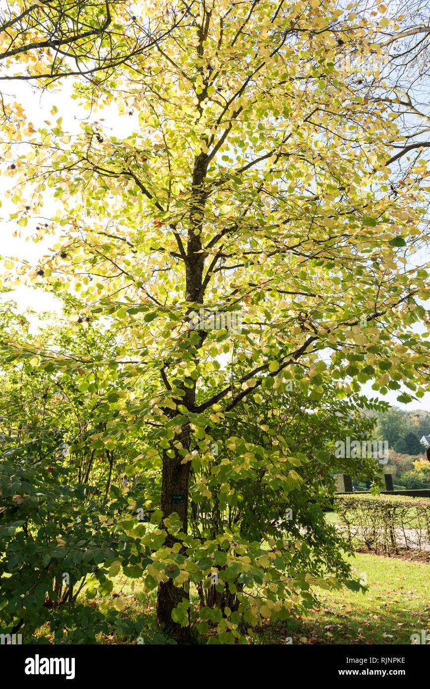 Turkish Filbert Fall