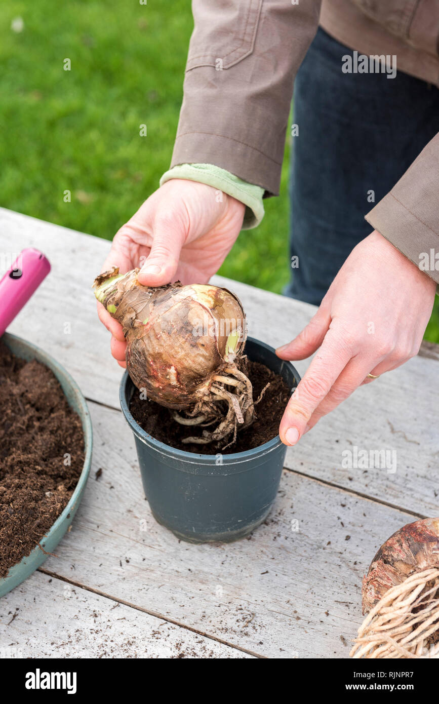Plantation step by step of Amaryllis by a woman Stock Photo - Alamy