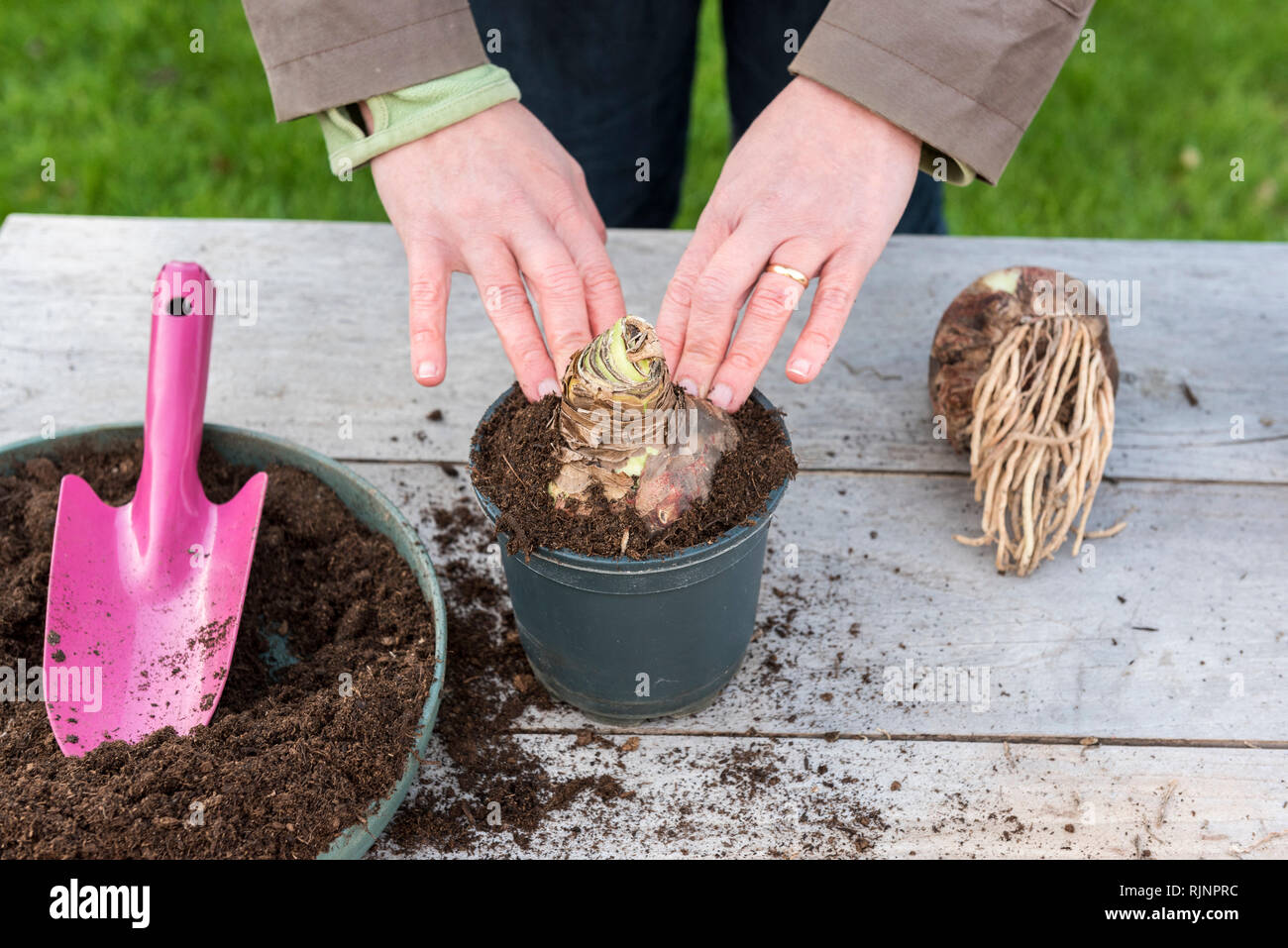 Plantation step by step of Amaryllis by a woman Stock Photo - Alamy