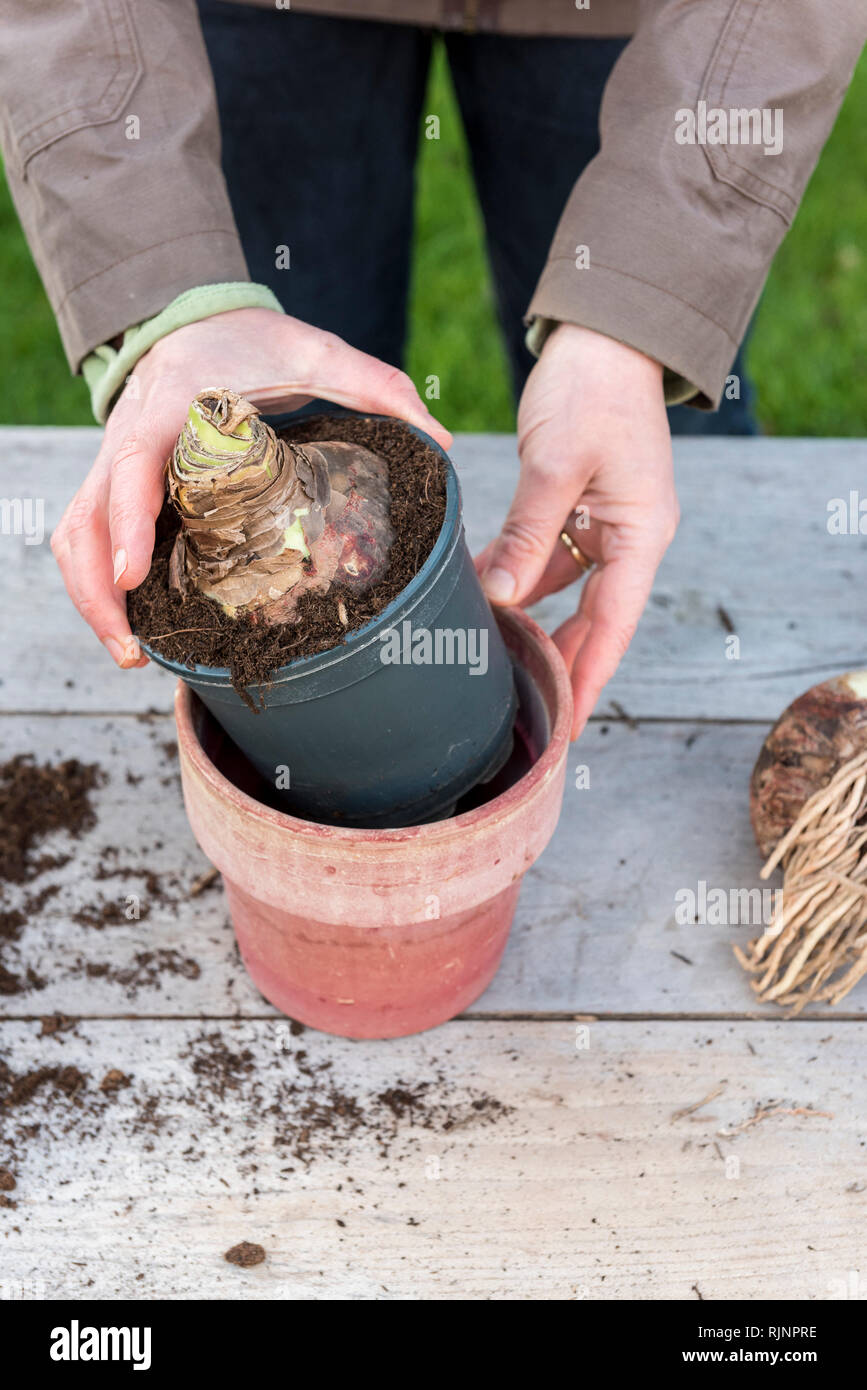 Plantation step by step of Amaryllis by a woman Stock Photo - Alamy