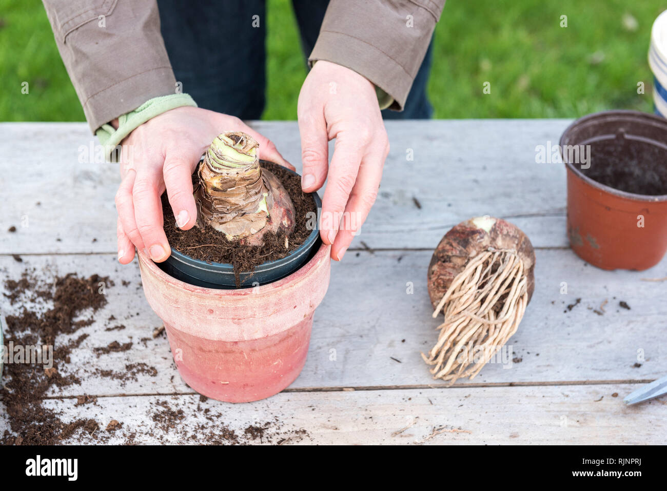Plantation step by step of Amaryllis by a woman Stock Photo - Alamy