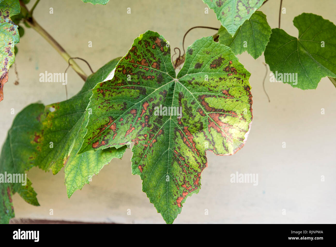 Rust on grape leaf, summer, Alsace, France Stock Photo - Alamy