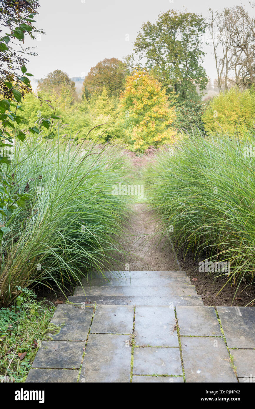 Golden oats stipa gigantea hi-res stock photography and images - Alamy