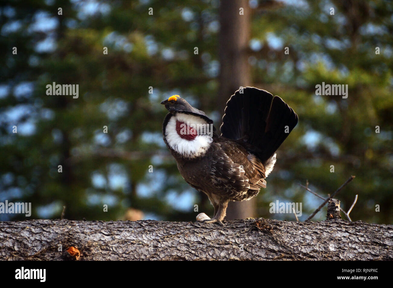 Male dusky (blue) grouse during mating season in spring. Purcell ...