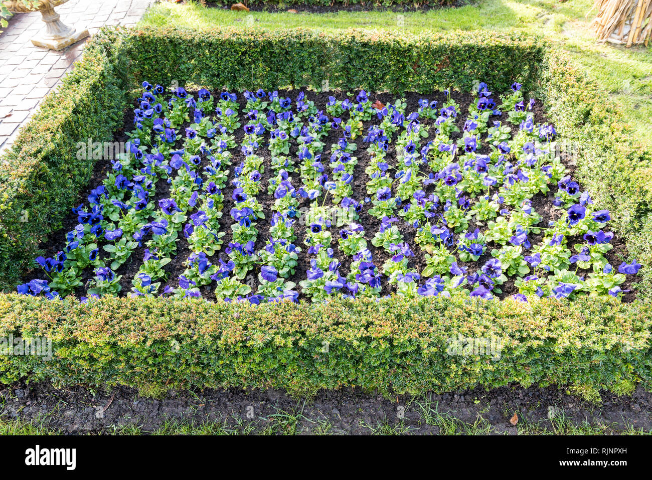 Viola species hi-res stock photography and images - Alamy