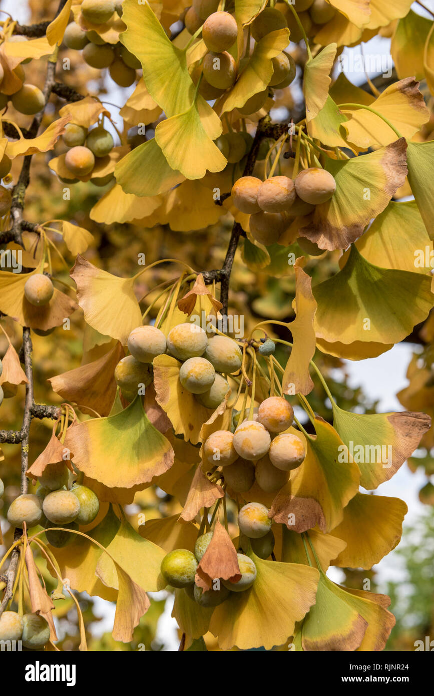 Gingko trees in autumn hi-res stock photography and images - Alamy